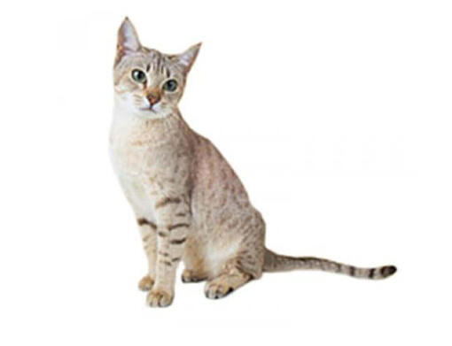 Australian Mist | Alles over dit kattenras | Purina